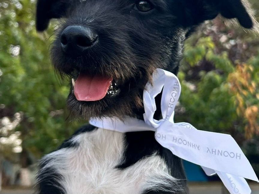 Собака в добрые руки, щенок