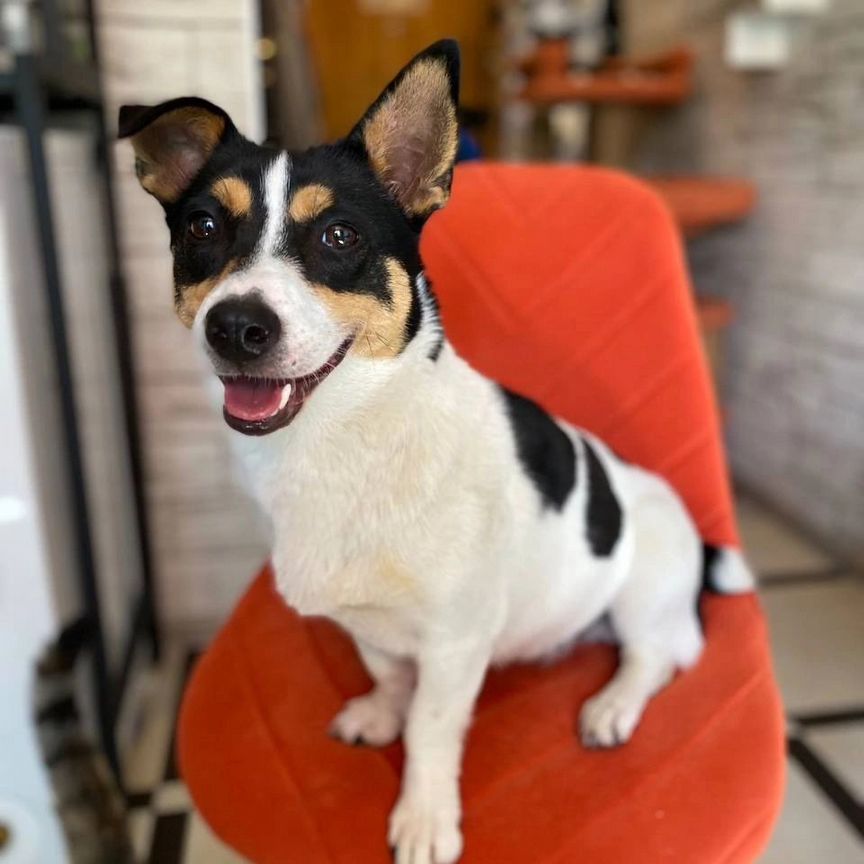 Собака небольшого размера в добрые руки