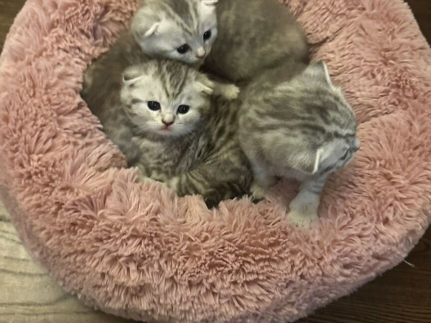 Шотландские котята