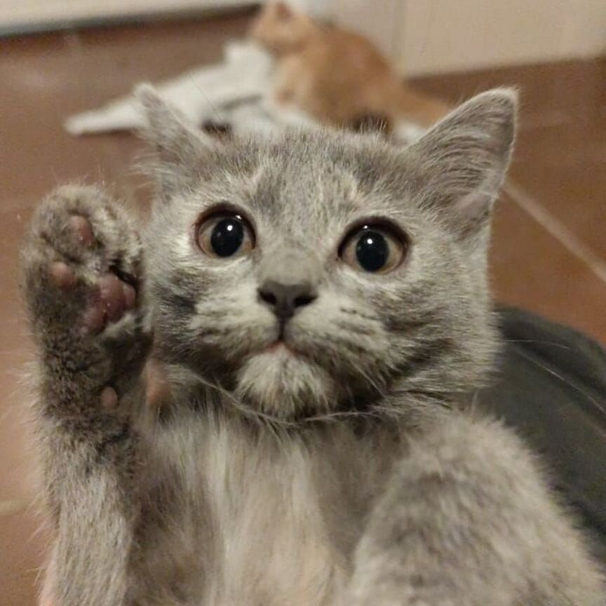 Сибирские котята