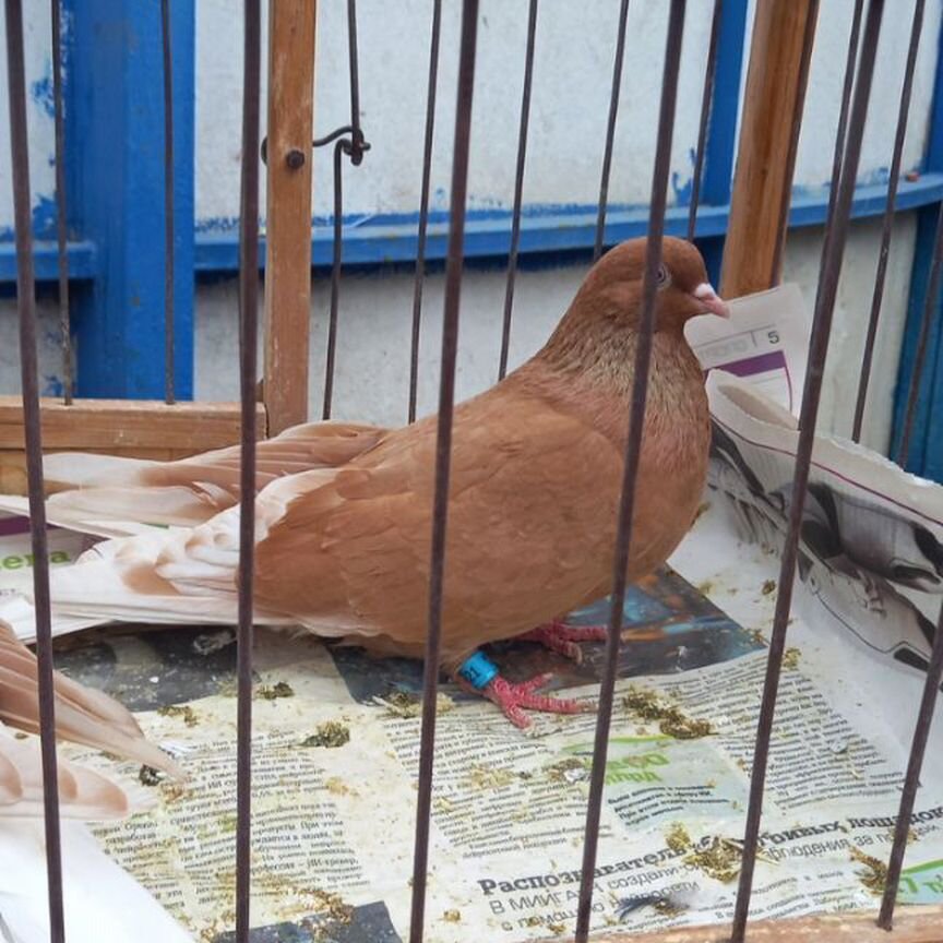 Голуби. Ижевский жёлтый белохвостый самец