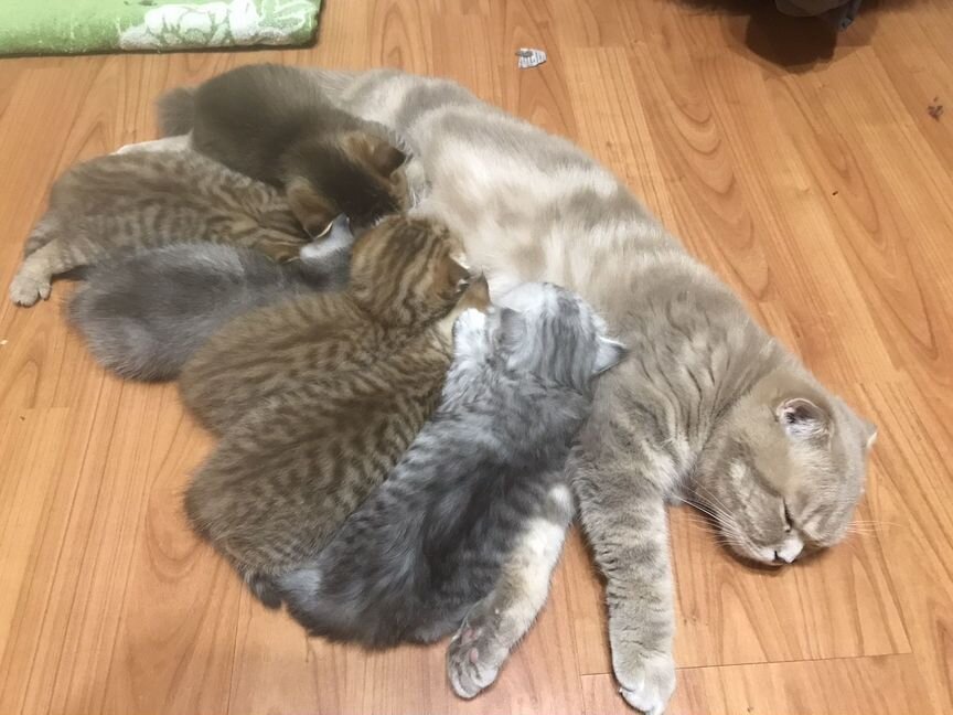 Кошки породистые