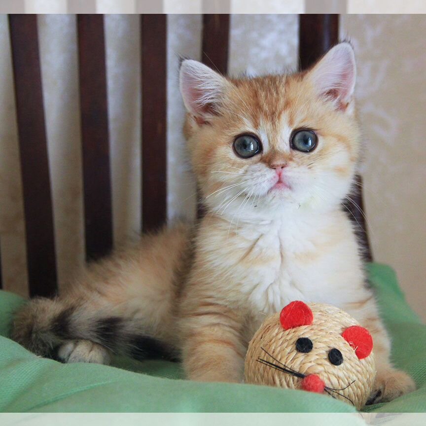 Британский короткошёрстный котёнок