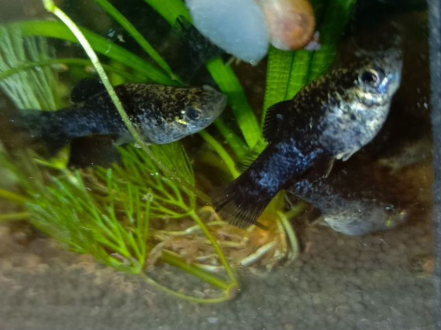 Рыбки Моллинезия молли