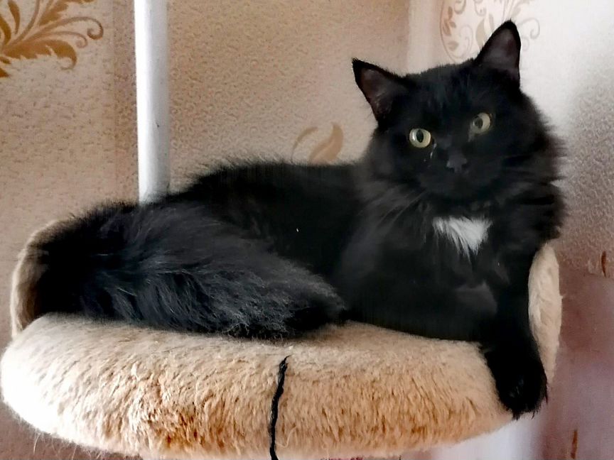 Кошечка в добрые руки