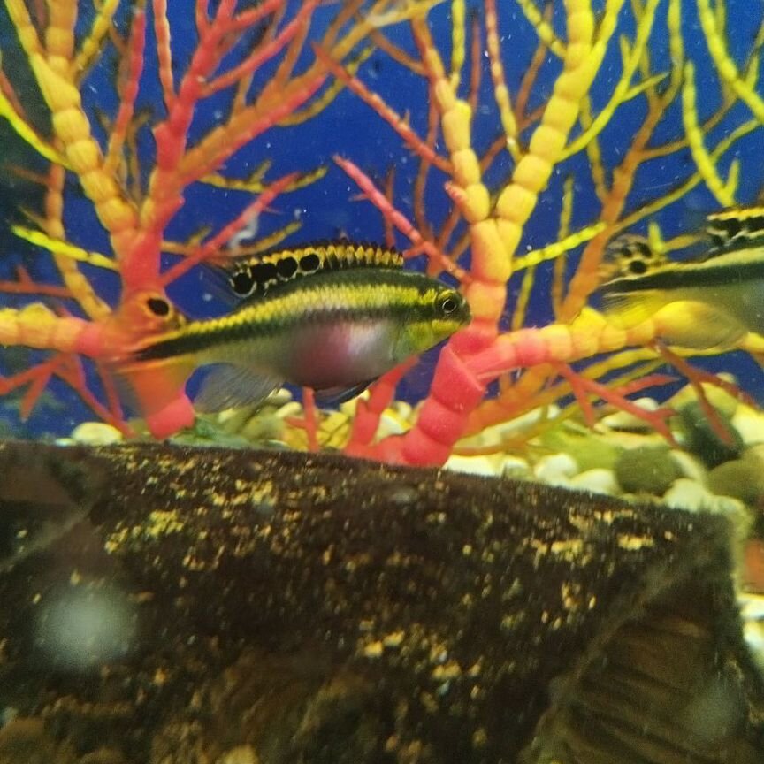 Аквариумные рыбки