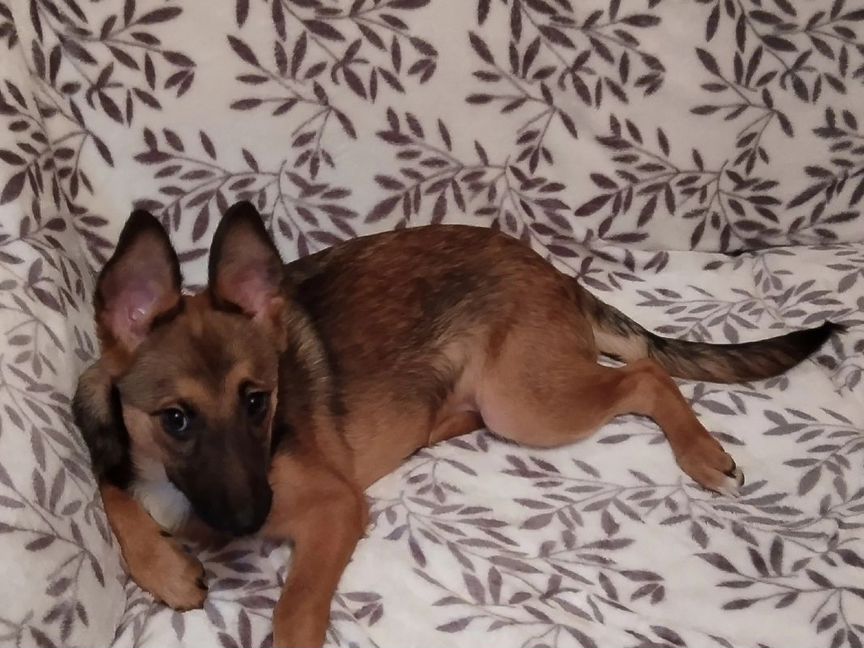 Щенок подкинули в подъезд