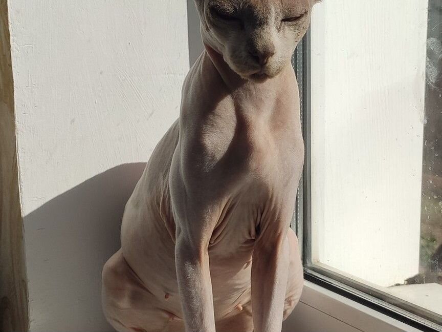 Отдаём лысую кошку