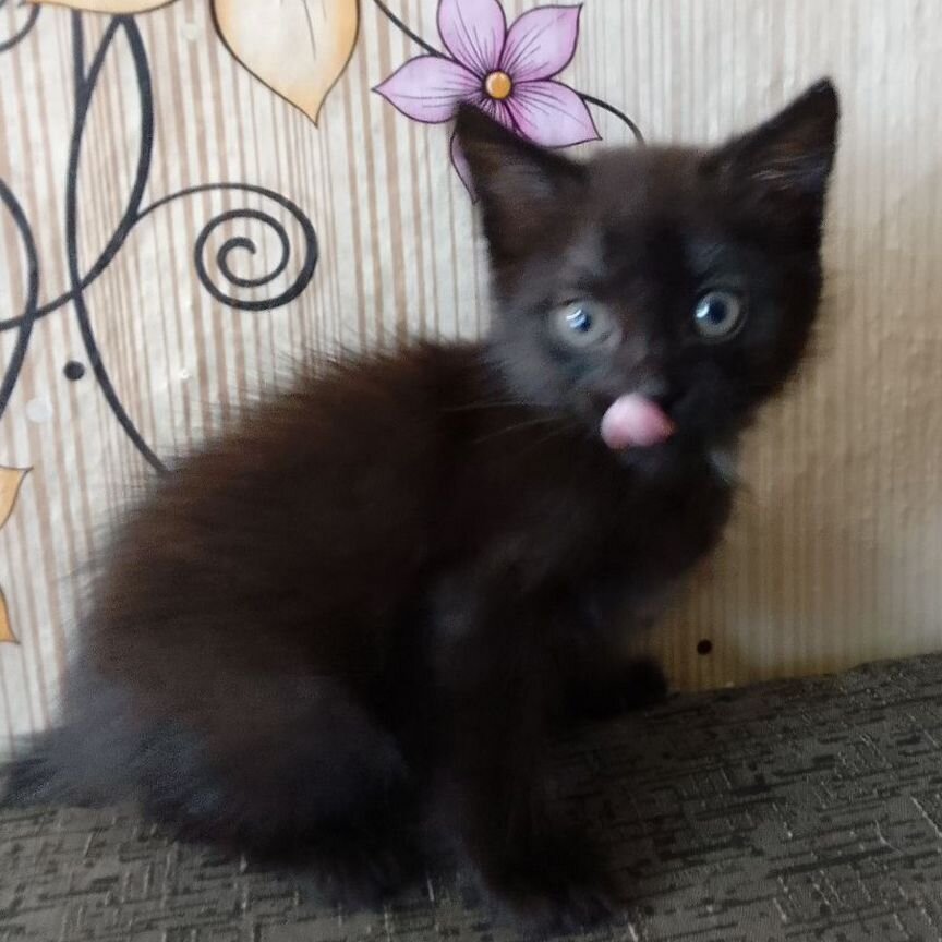 Котенок