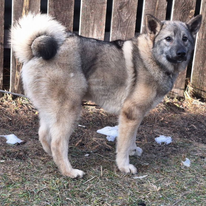 Норвежская лосиная лайка