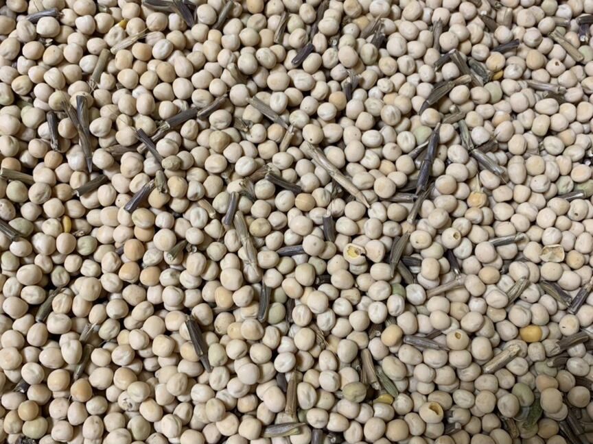 Горох кормовой