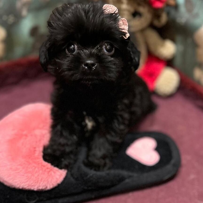 Мальтипу, щенок