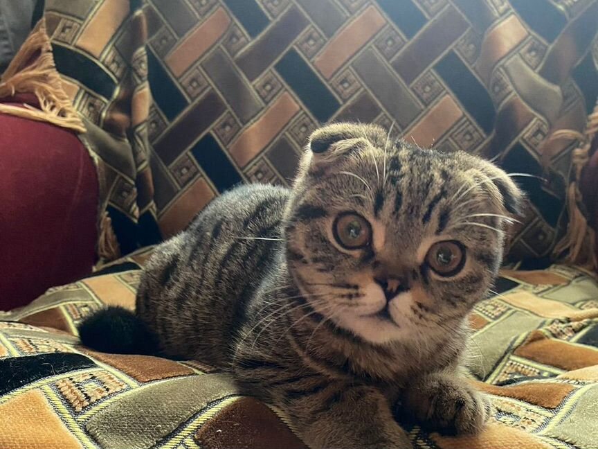 Шотландский котенок в дар