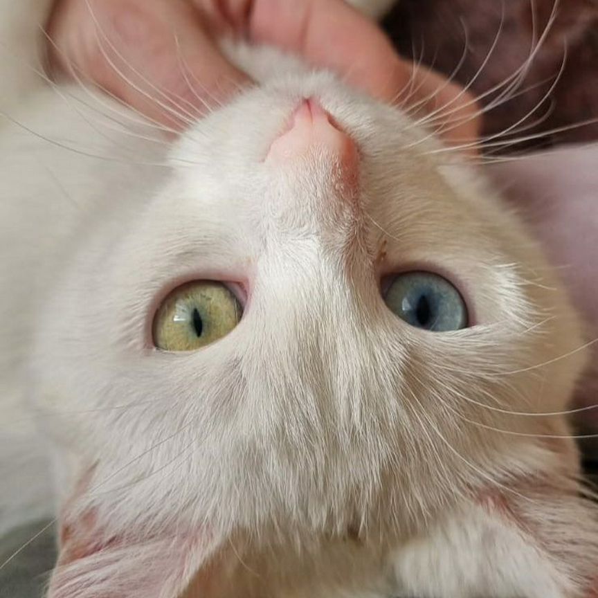 Котёнок чудесная Снежана