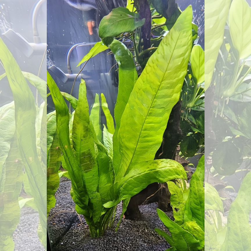 Папоротник таиландский