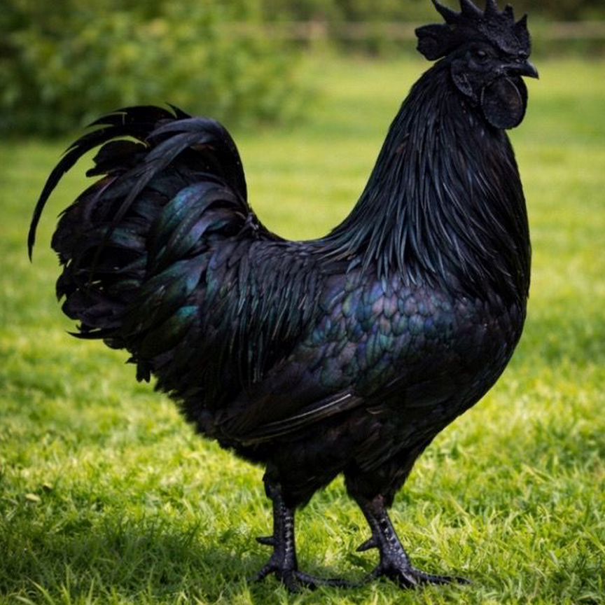 Петух ухейилюй