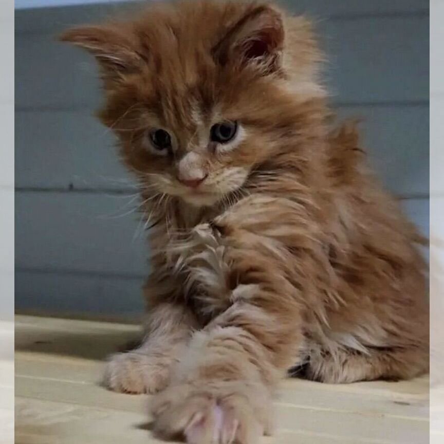 Котята