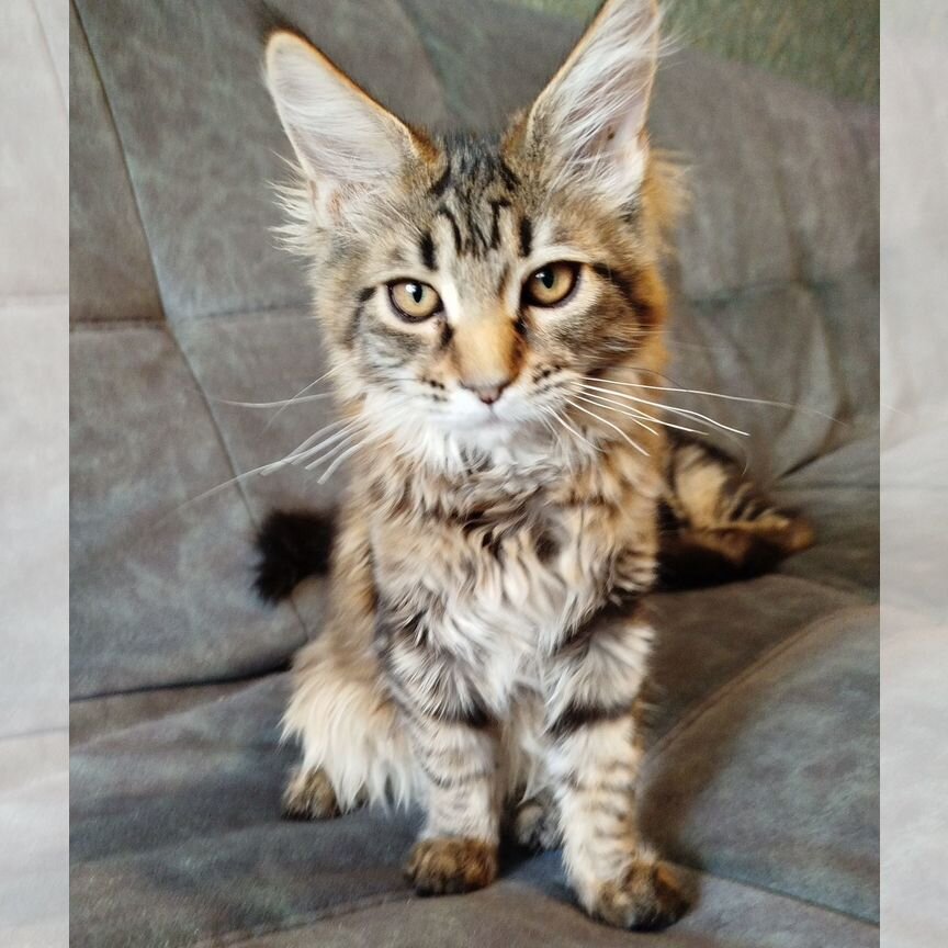 Мейн-кун котёнок