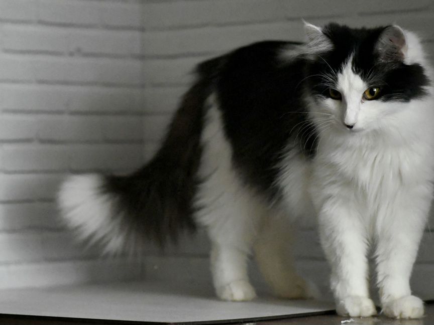 Котенок Алиса в добрые руки