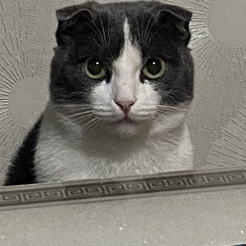 Шотландский вислоухий короткошёрстный, взрослый кот