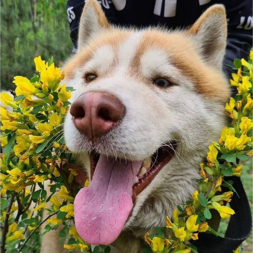 Сибирский хаски, взрослая собака