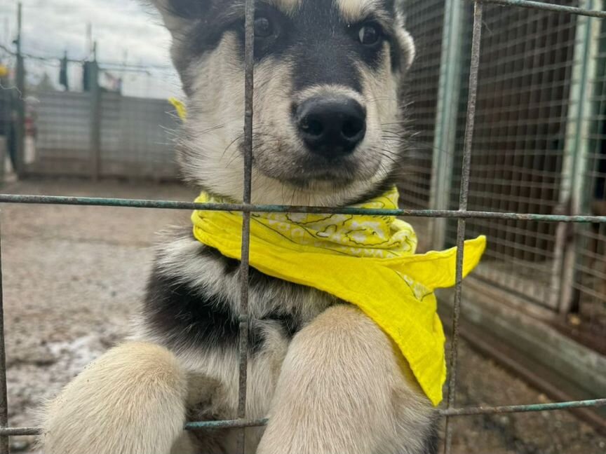 Щенку нужна семья