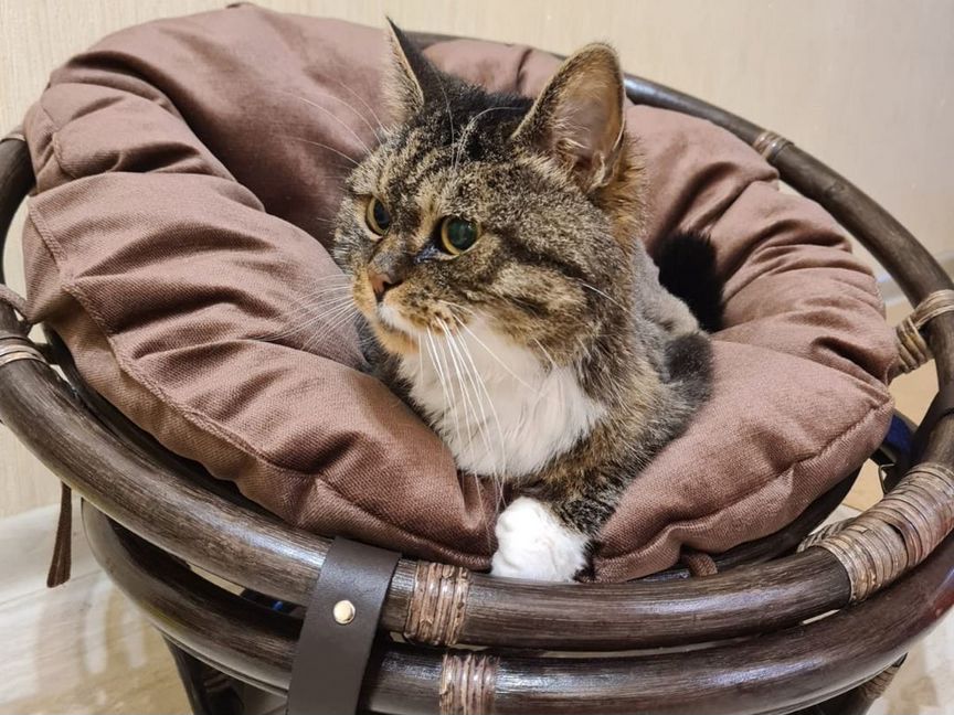 Лежанка для кошек и собак