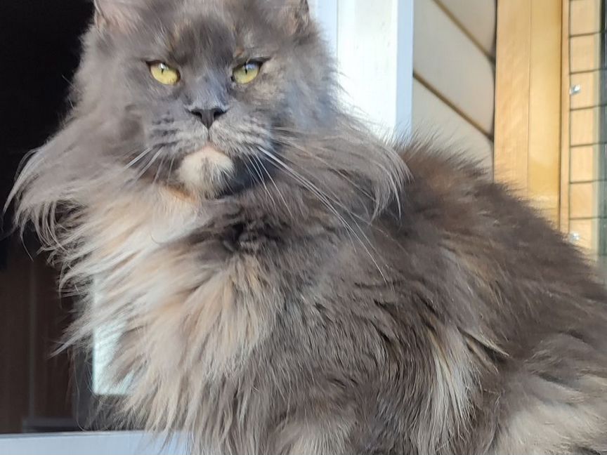 Кошка 2 года, дымная голубокремовая черепаха