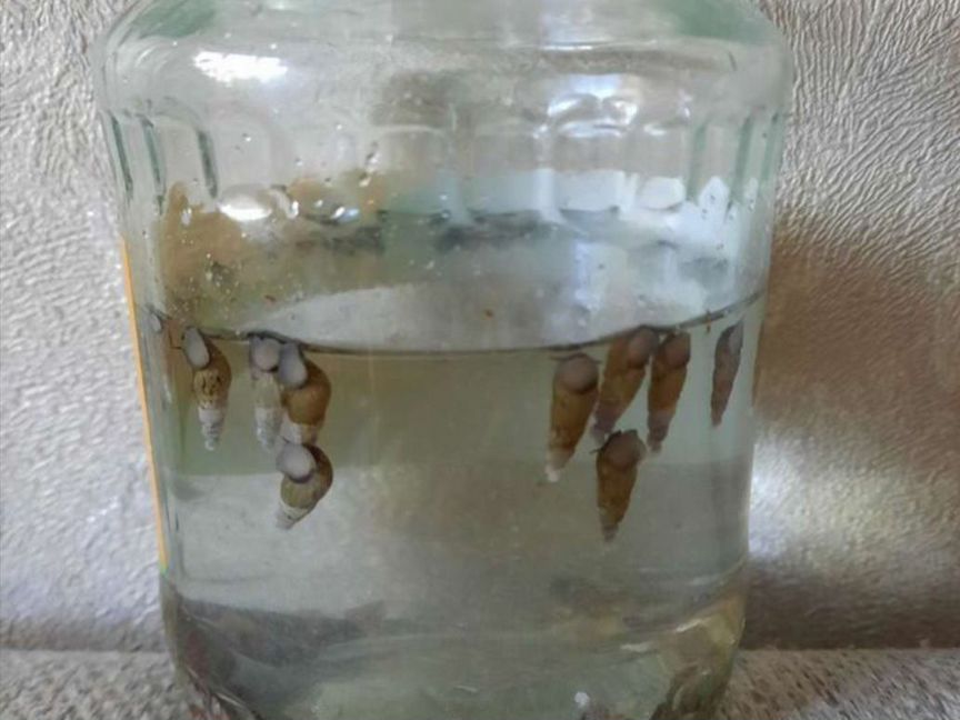 Улитки аквариумные