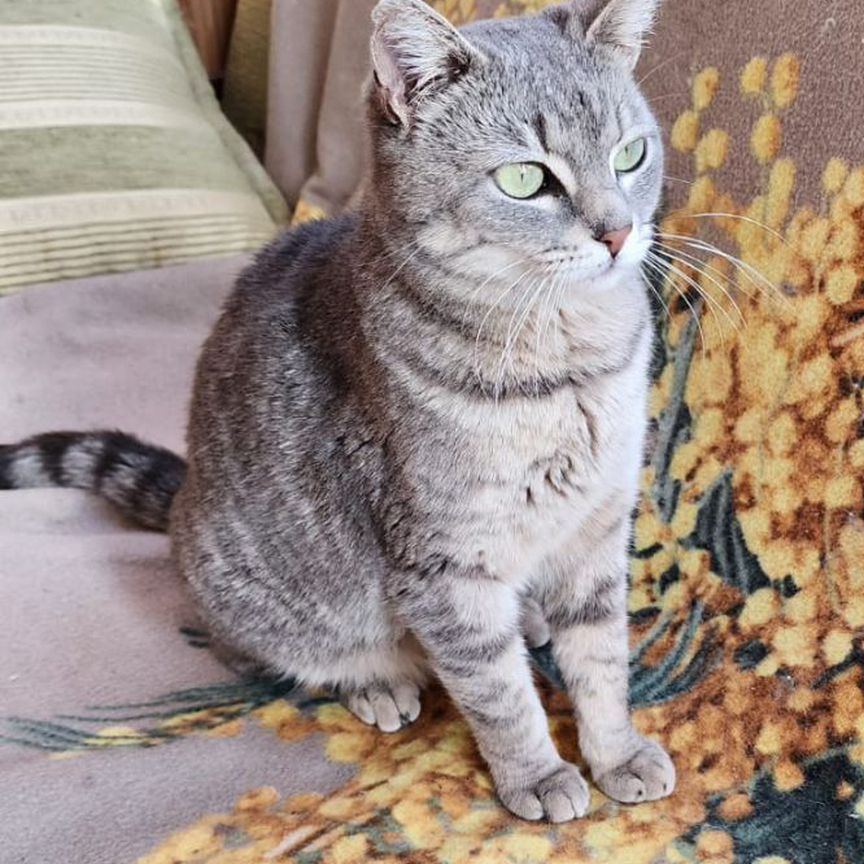 Кошка