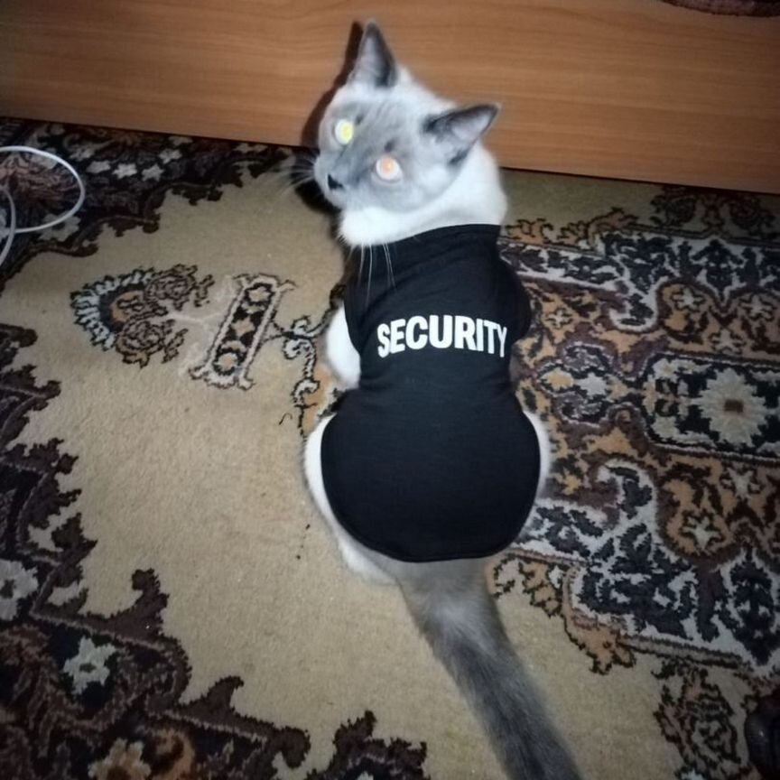 Одежда для животных