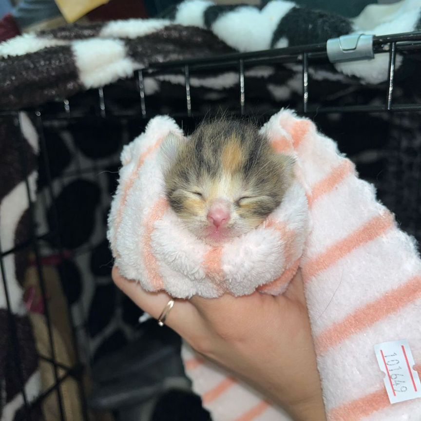 Отдам котенка в добрые руки