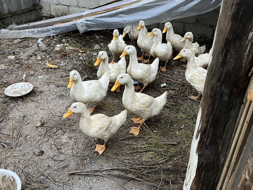 Продам бройлерных уток