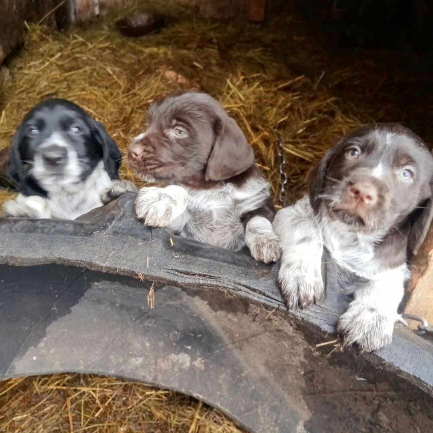 Щенки дратхаара