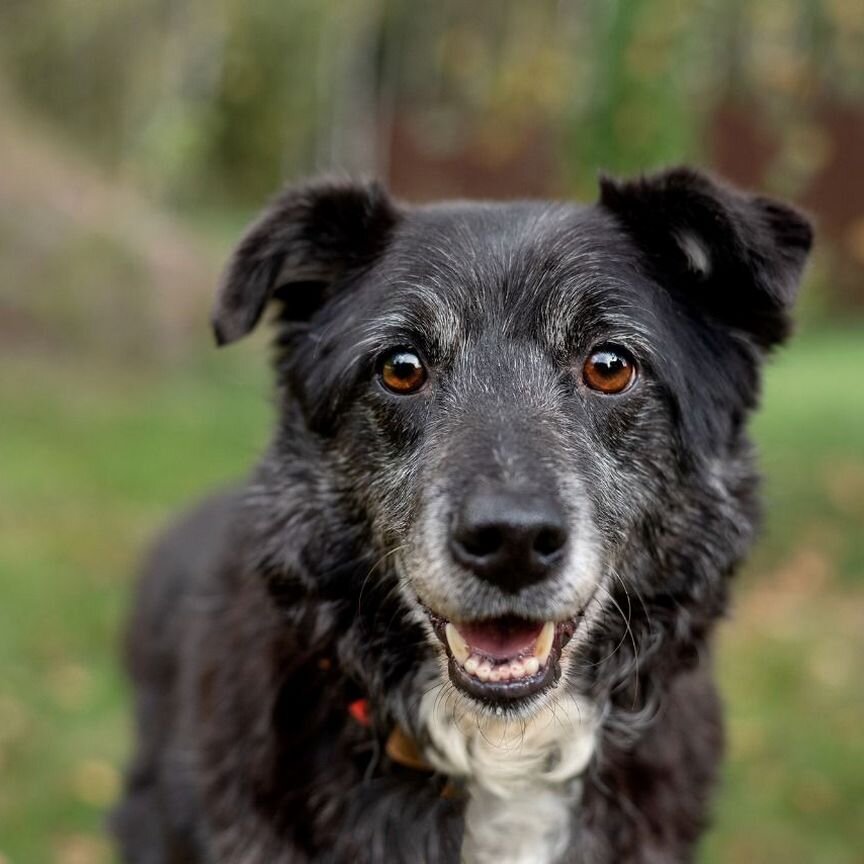 Деду нужен дом