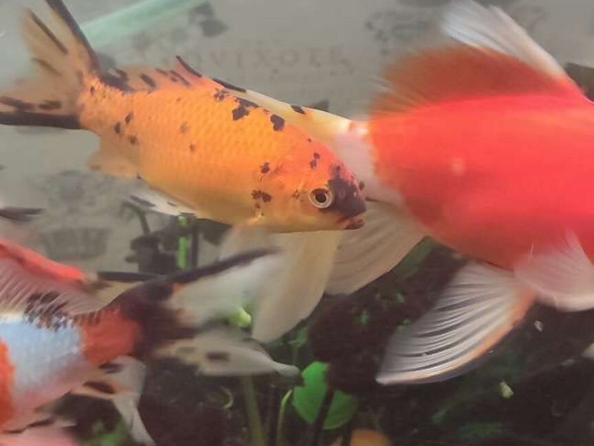 Золотые рыбки