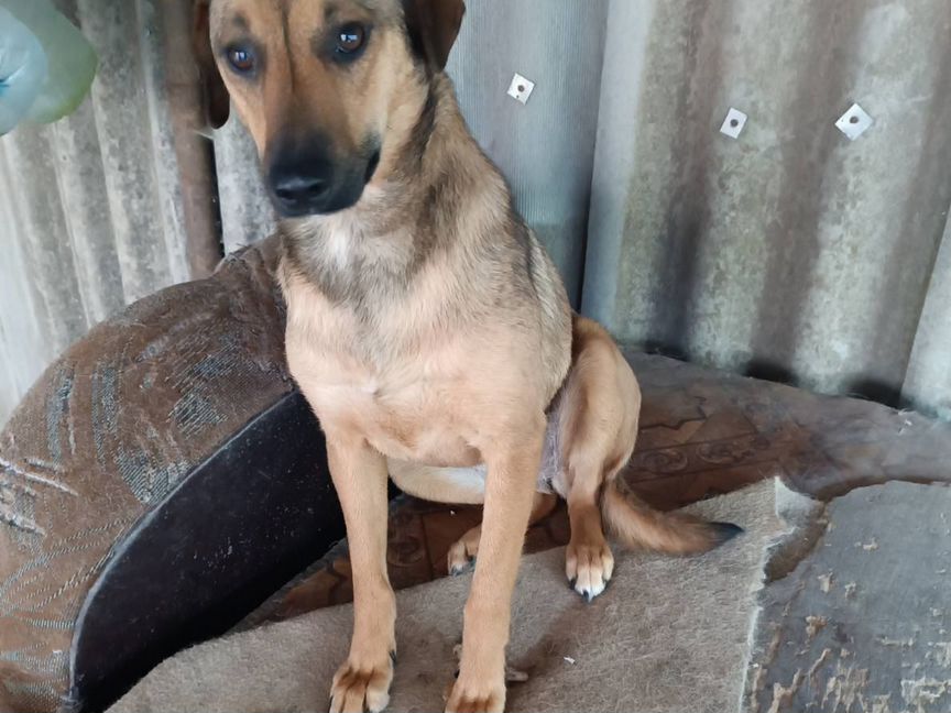 Молоденькая собачка в добрые руки