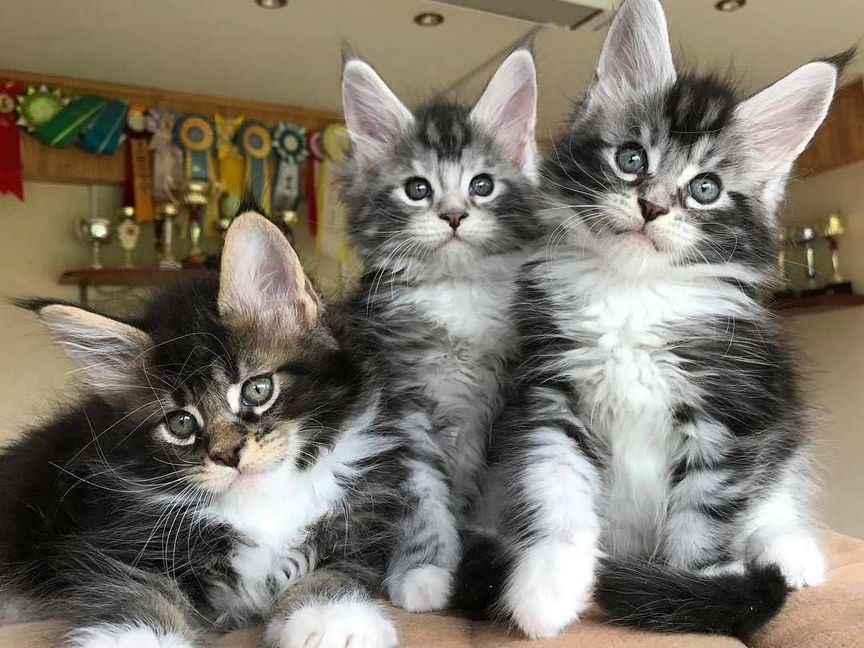 Котята мейн-кун