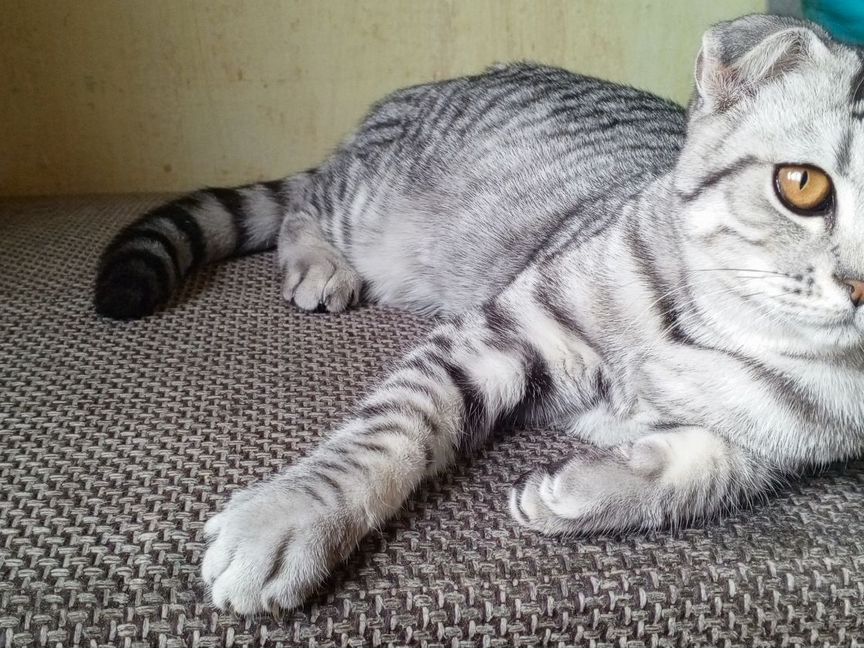 Продам кошку 5 месяцев