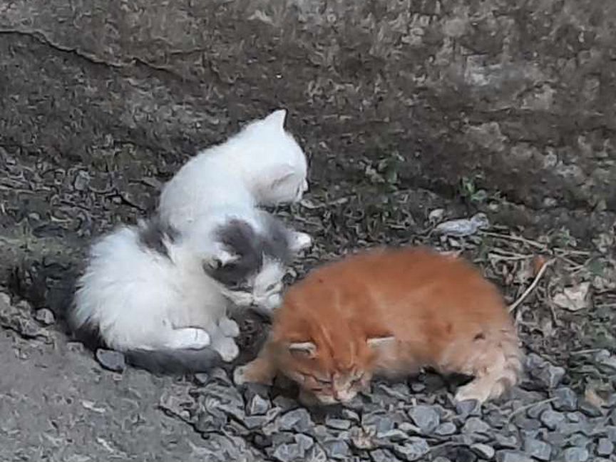 Котята в добрые руки 1-1,5 месяц