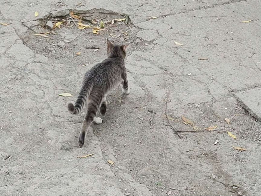 Котенок