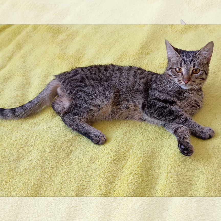 Котята бесплатно