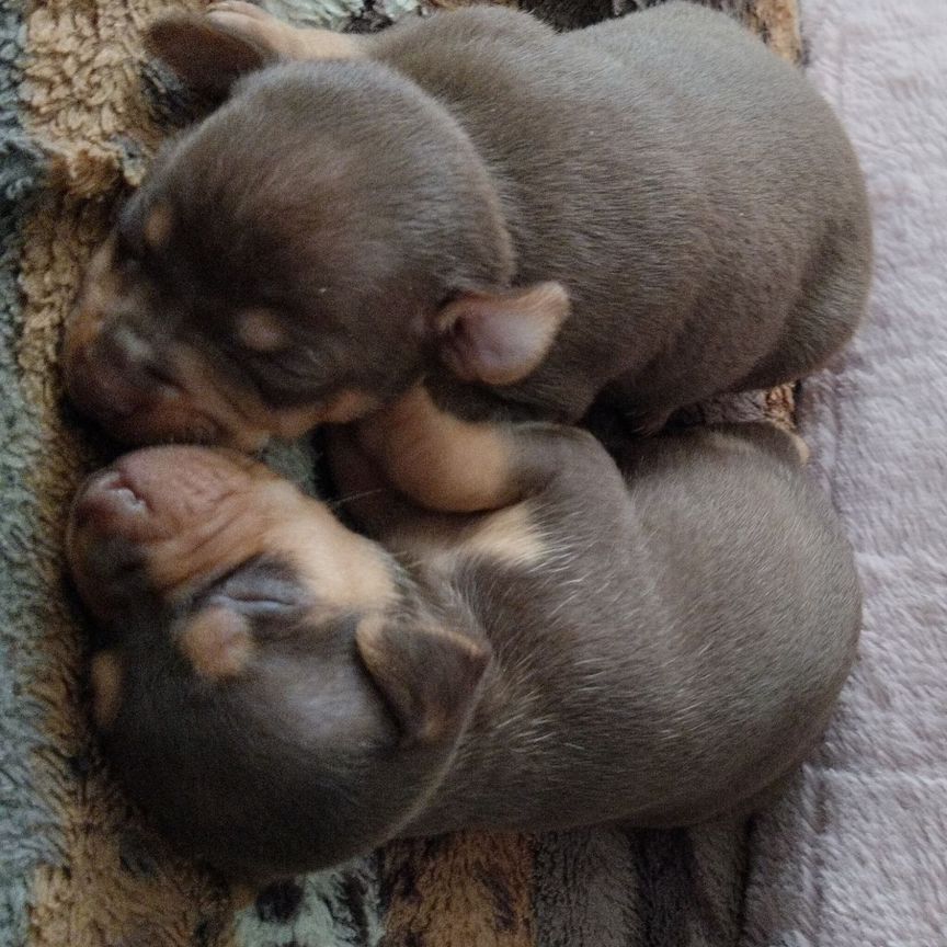 Русский той-терьер, щенок