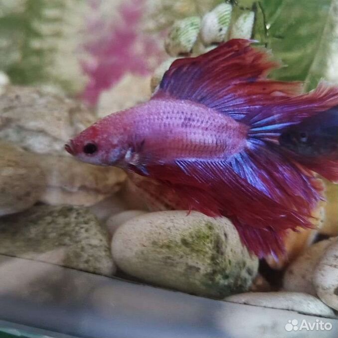 Рыбка петушок, пестро фиолетового цвета