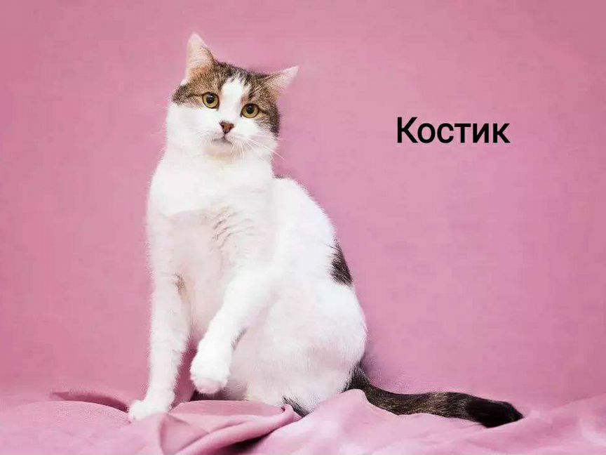 Котик в дар