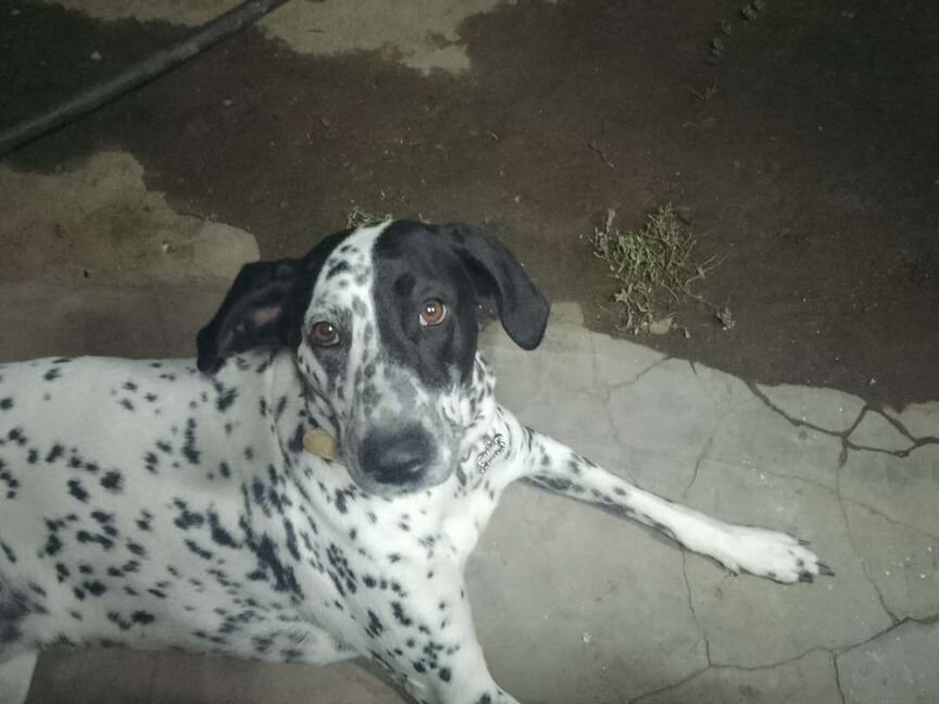 Далматинец вязка