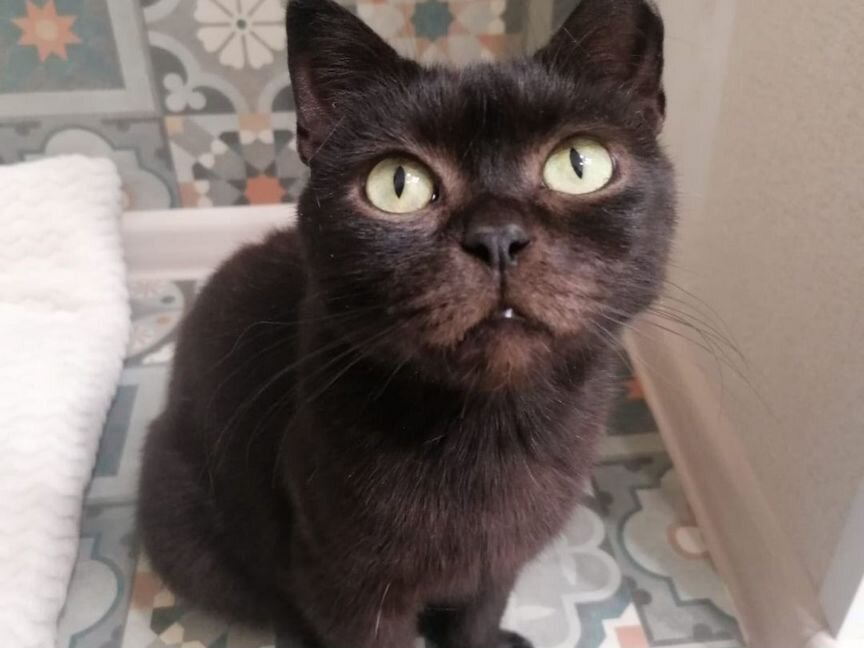 Котик в поисках дома