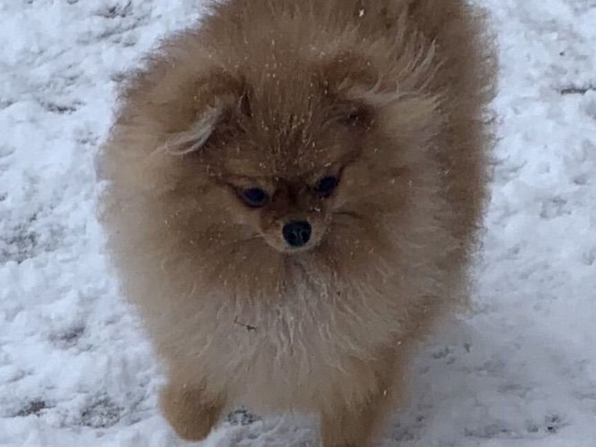 Померанский шпиц девочка