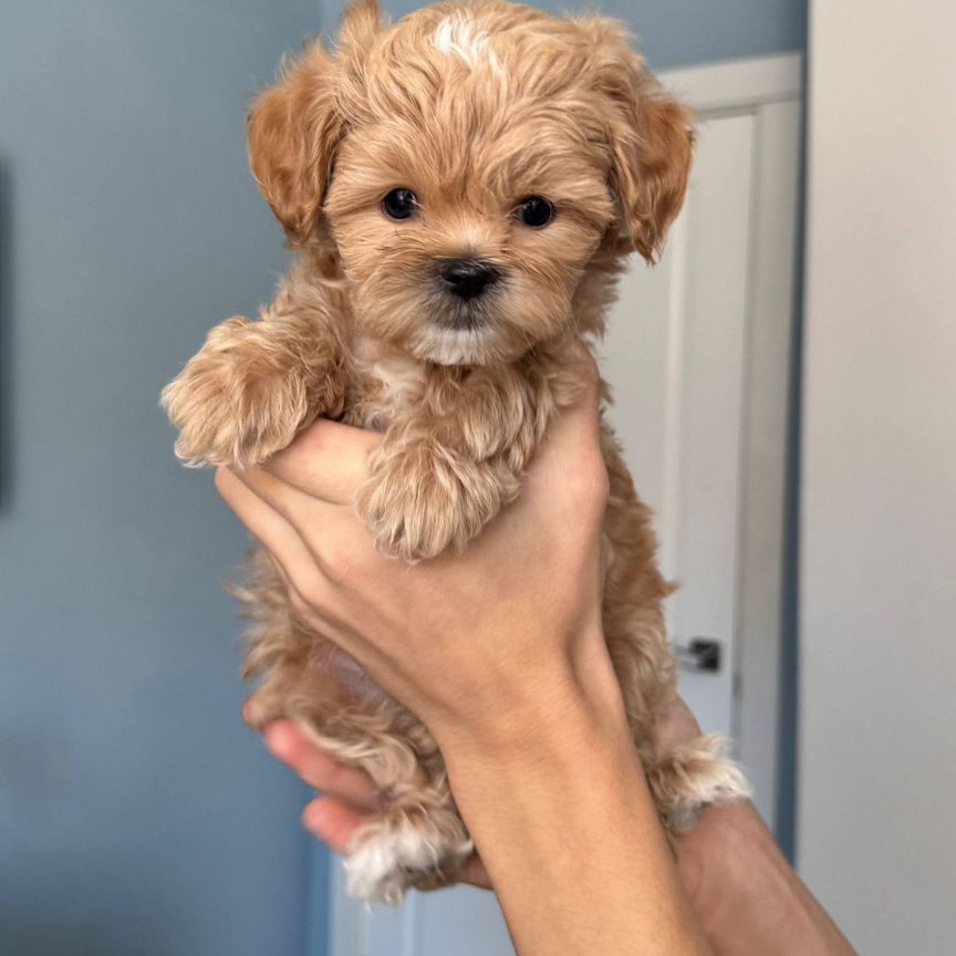 Мальтипу, щенок