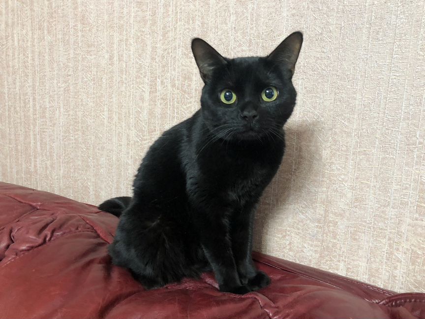 Кошка